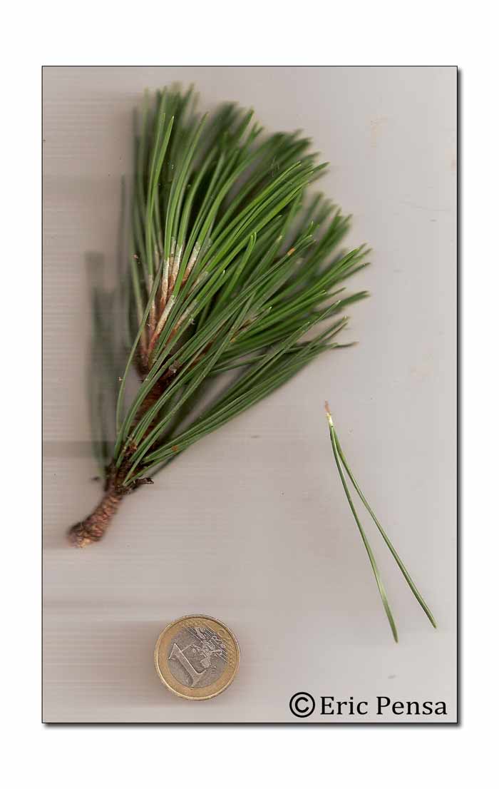 AIguilles du pin d'Alep - Animateur-nature.com