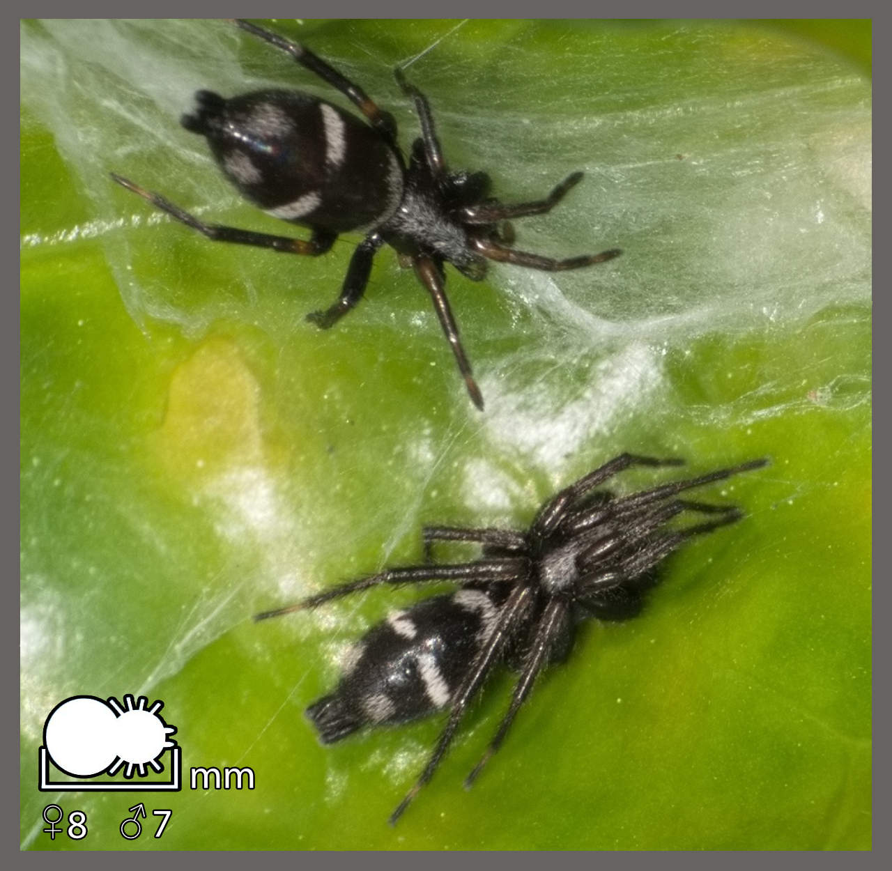 Aphantaule à bande - Aphantaulax cincta | Identifier un arachnide