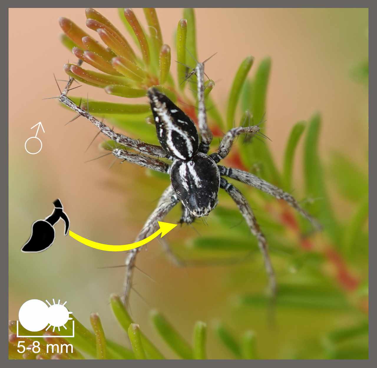 Araignée-lynx - Oxyopes heterophthalmus | Identifier un arachnide