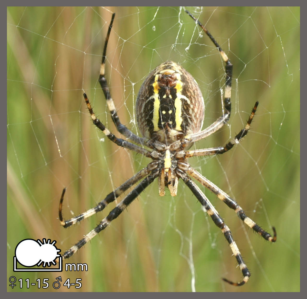 Argiope frelon - Argiope bruennichi | Identifier un arachnide