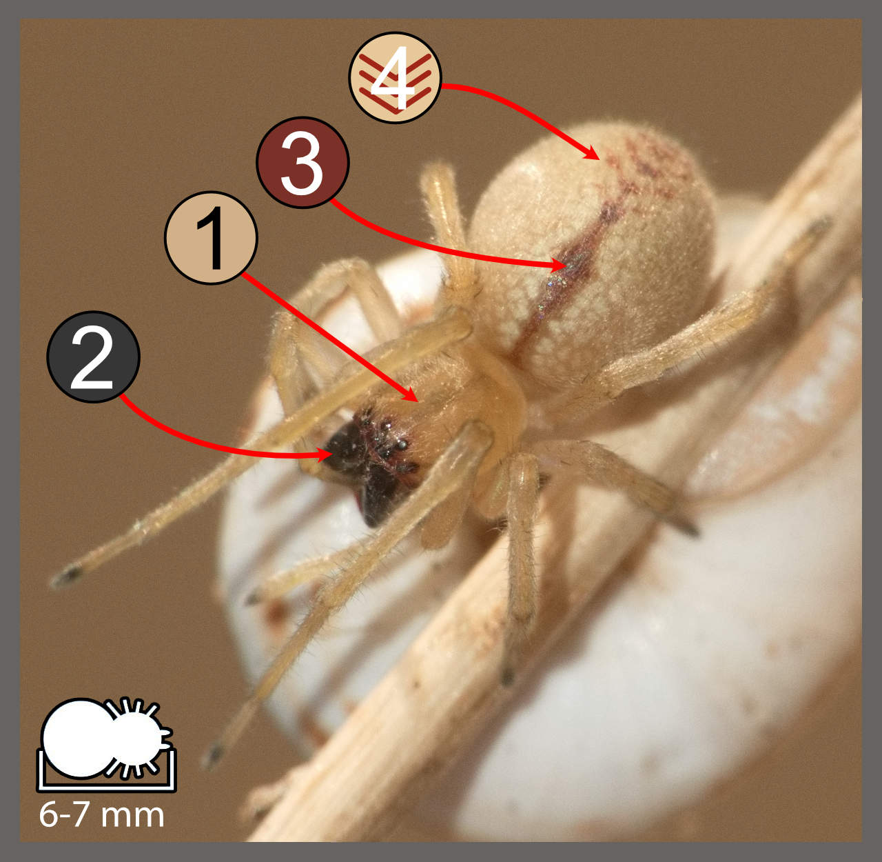 Chiracanthe penné - Cheiracanthium pennatum | Identifier un invertébré