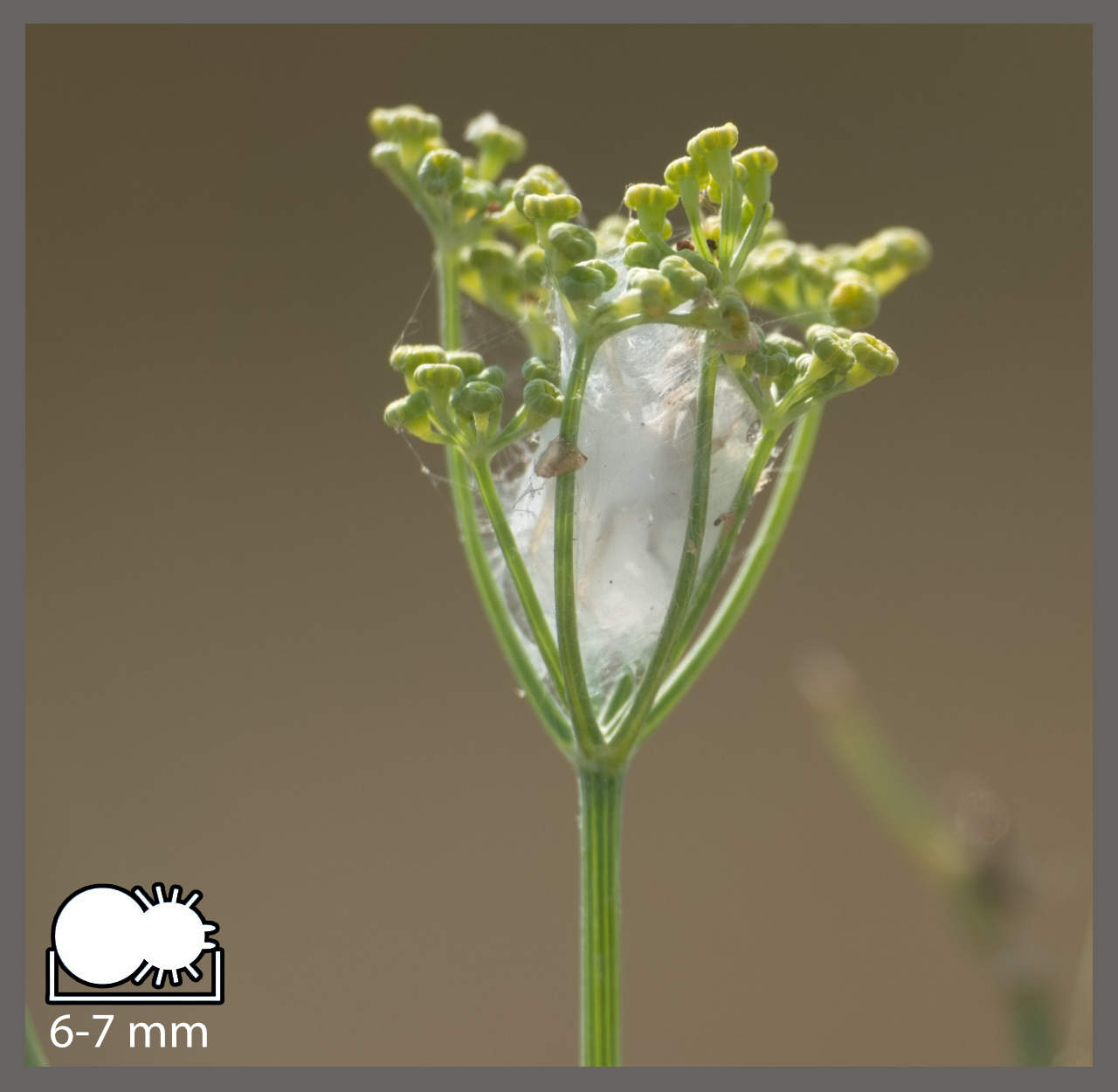 Chiracanthe penné - Cheiracanthium pennatum | Identifier un invertébré