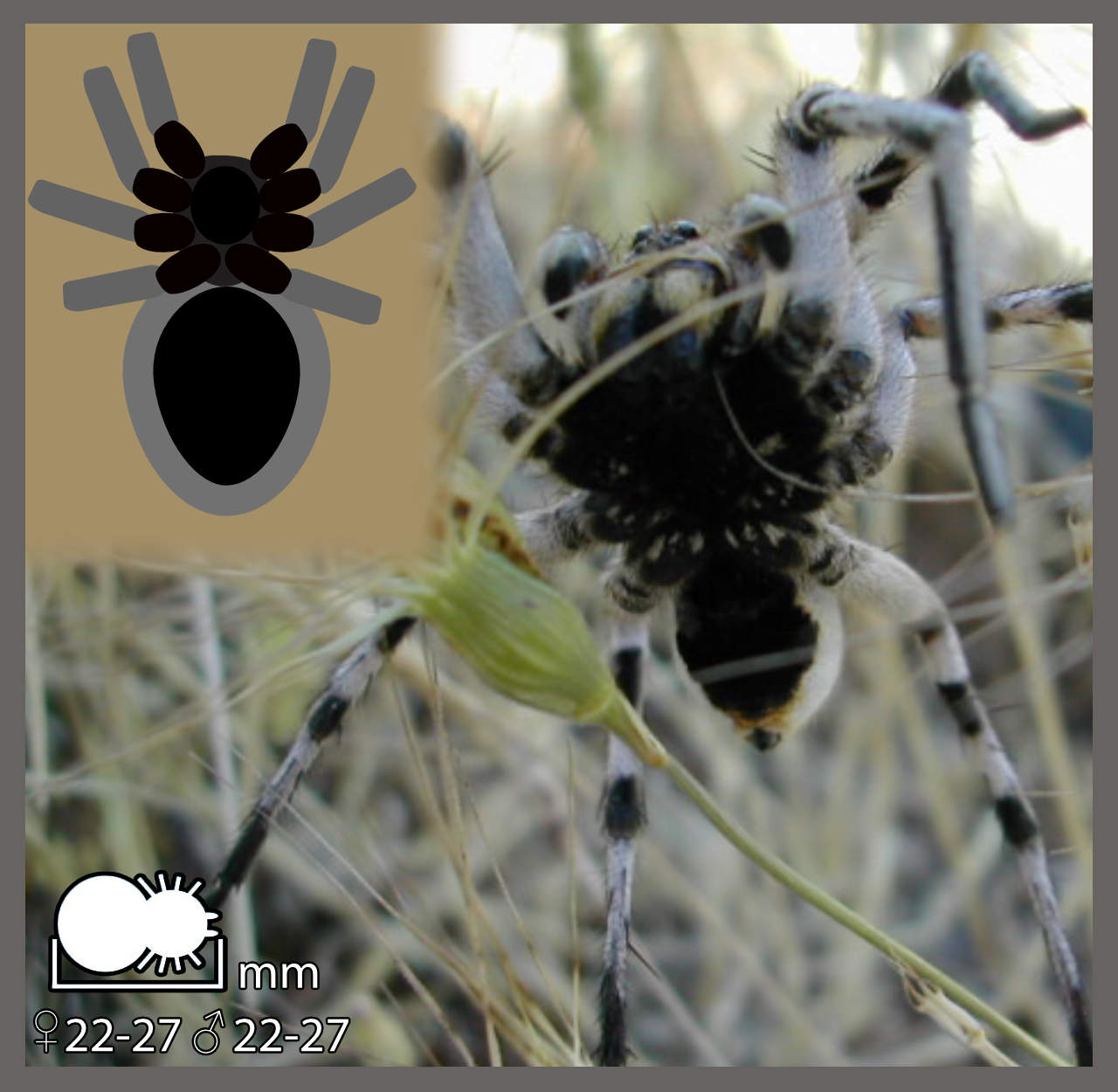 Lycose de Narbonne - Lycosa tarantula | Identifier un arachnide