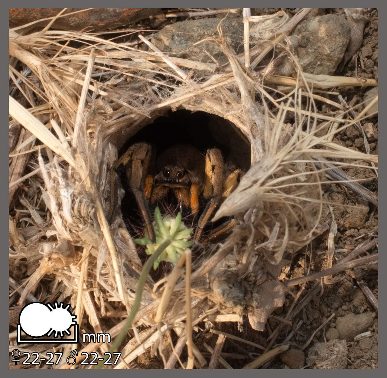 Lycose de Narbonne - Lycosa tarantula | Identifier un arachnide