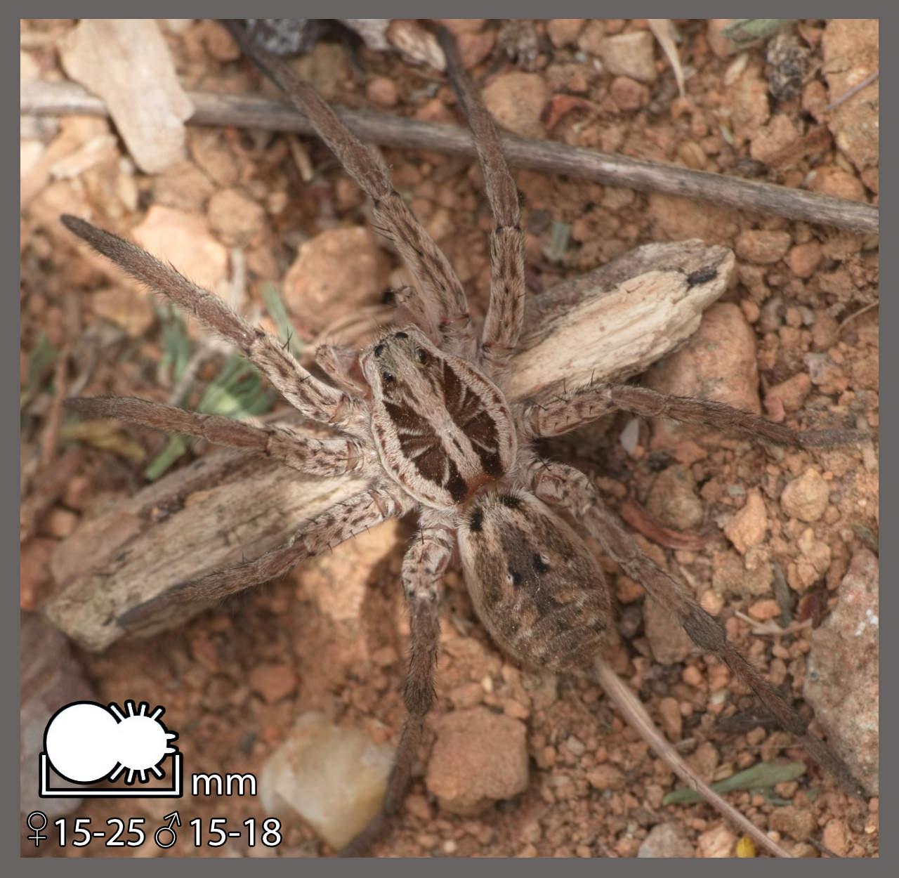 Lycose tarentuline - Hogna radiata | Identifier un arachnide