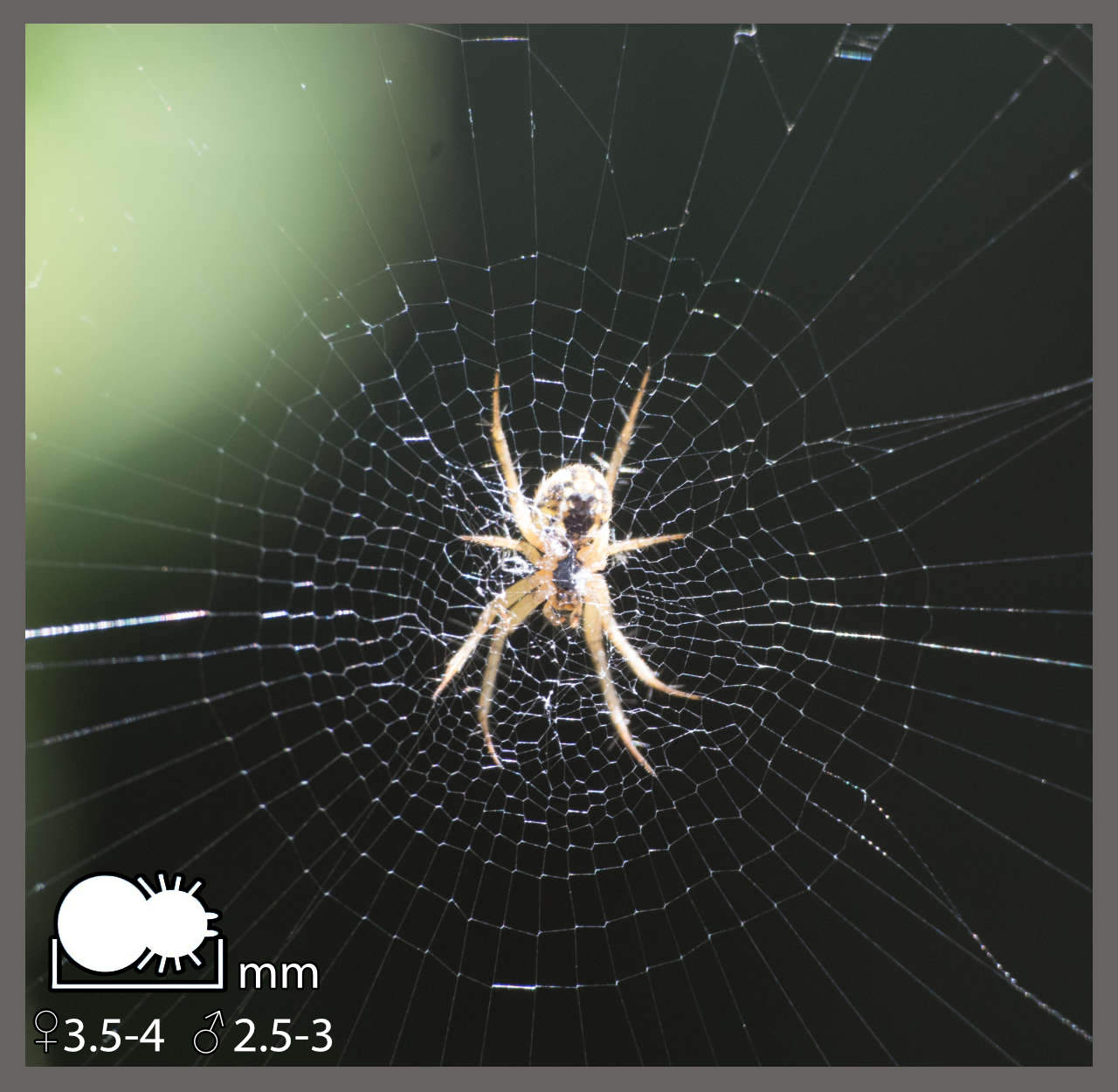 Mangora petite bouteille - Mangora acalypha | Identifier un arachnide