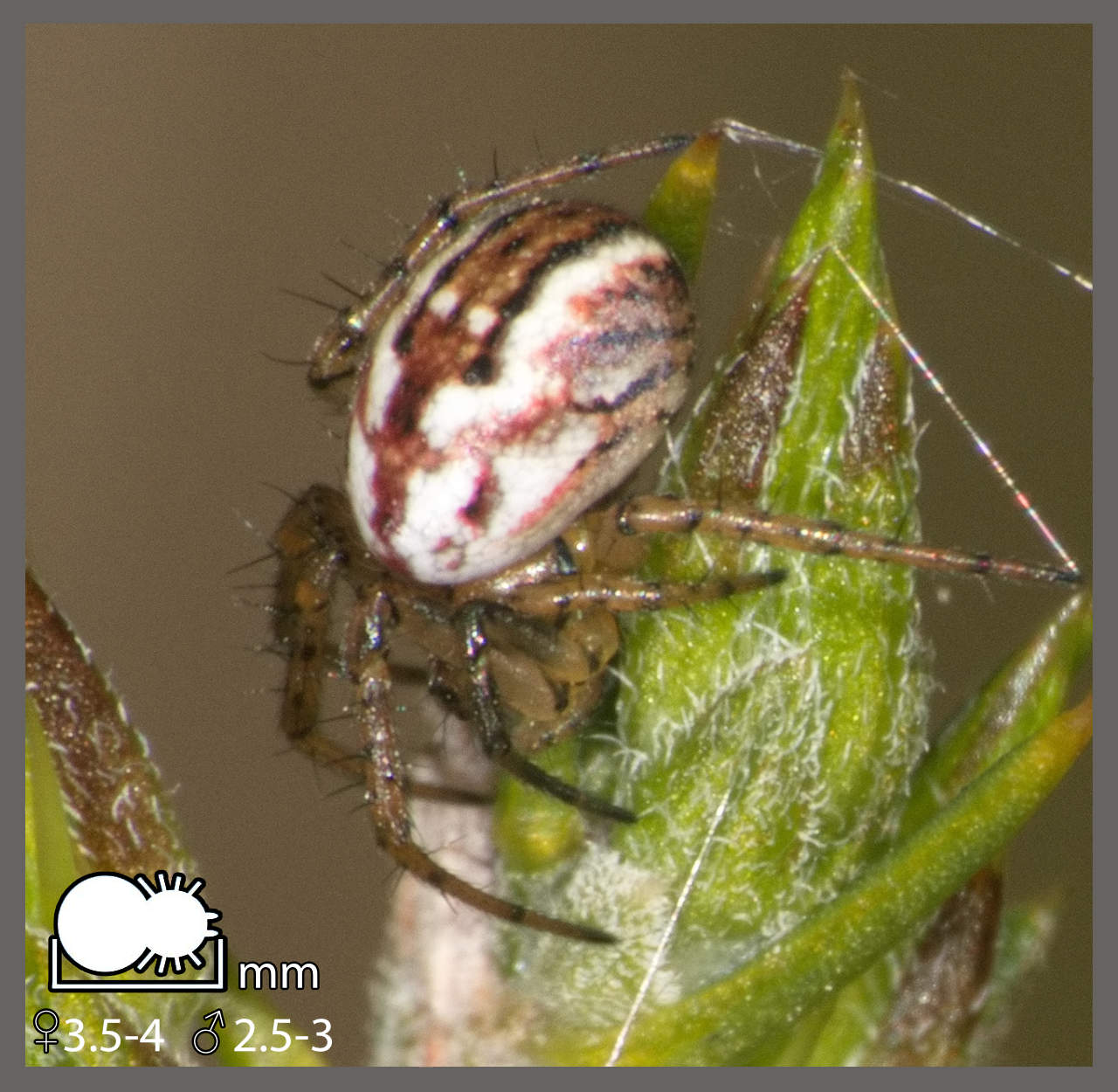 Mangora petite bouteille - Mangora acalypha | Identifier un arachnide