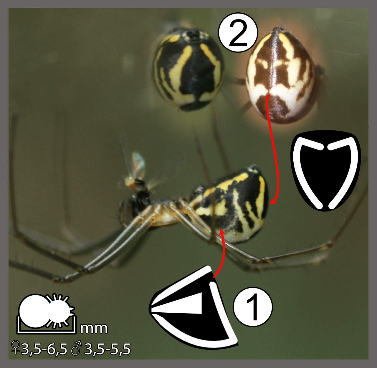 Neriene radiata - Neriene radiata | Identifier un arachnide