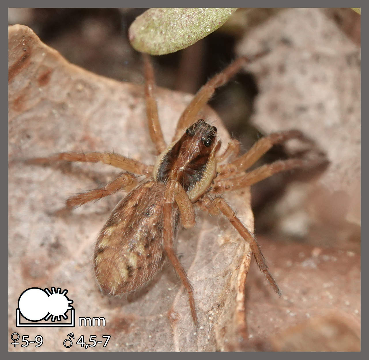 Pardoses - Pardosa sp. | Identifier un arachnide