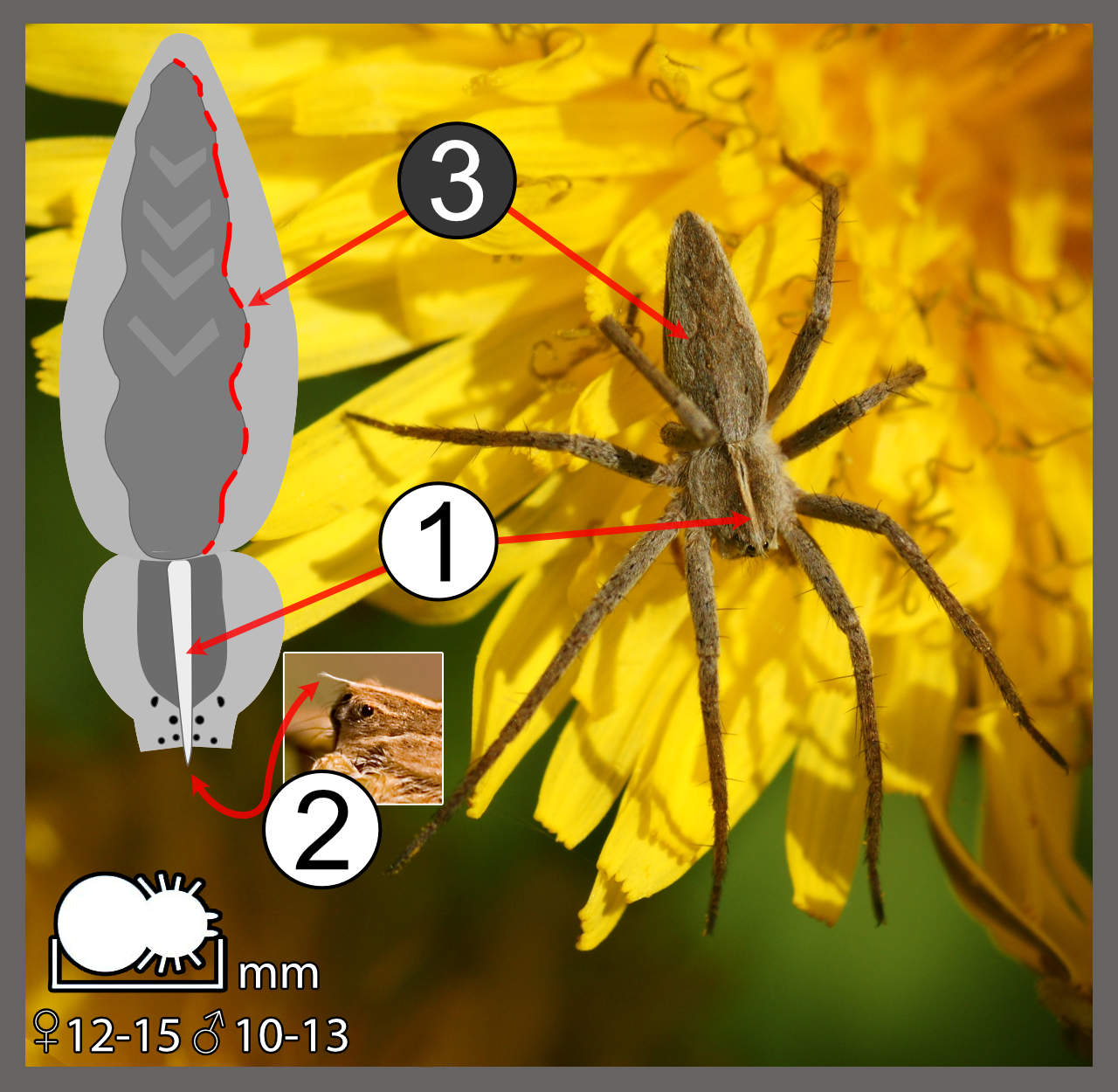 Pisaure admirable - Pisaura mirabilis | Identifier un arachnide