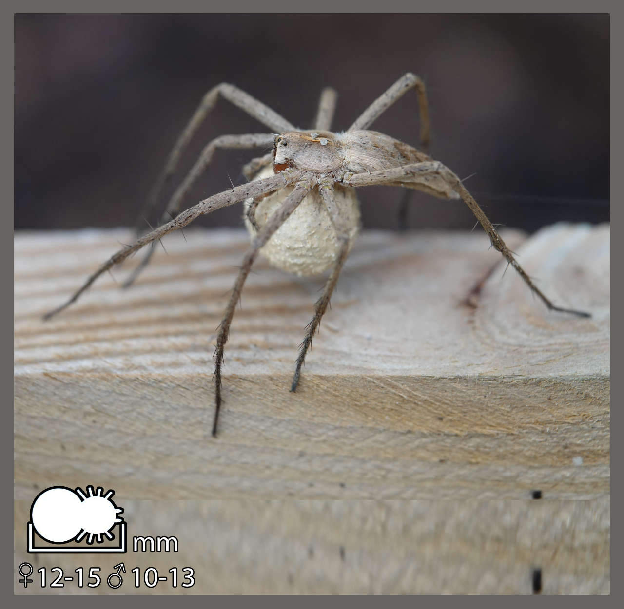 Pisaure admirable - Pisaura mirabilis | Identifier un arachnide