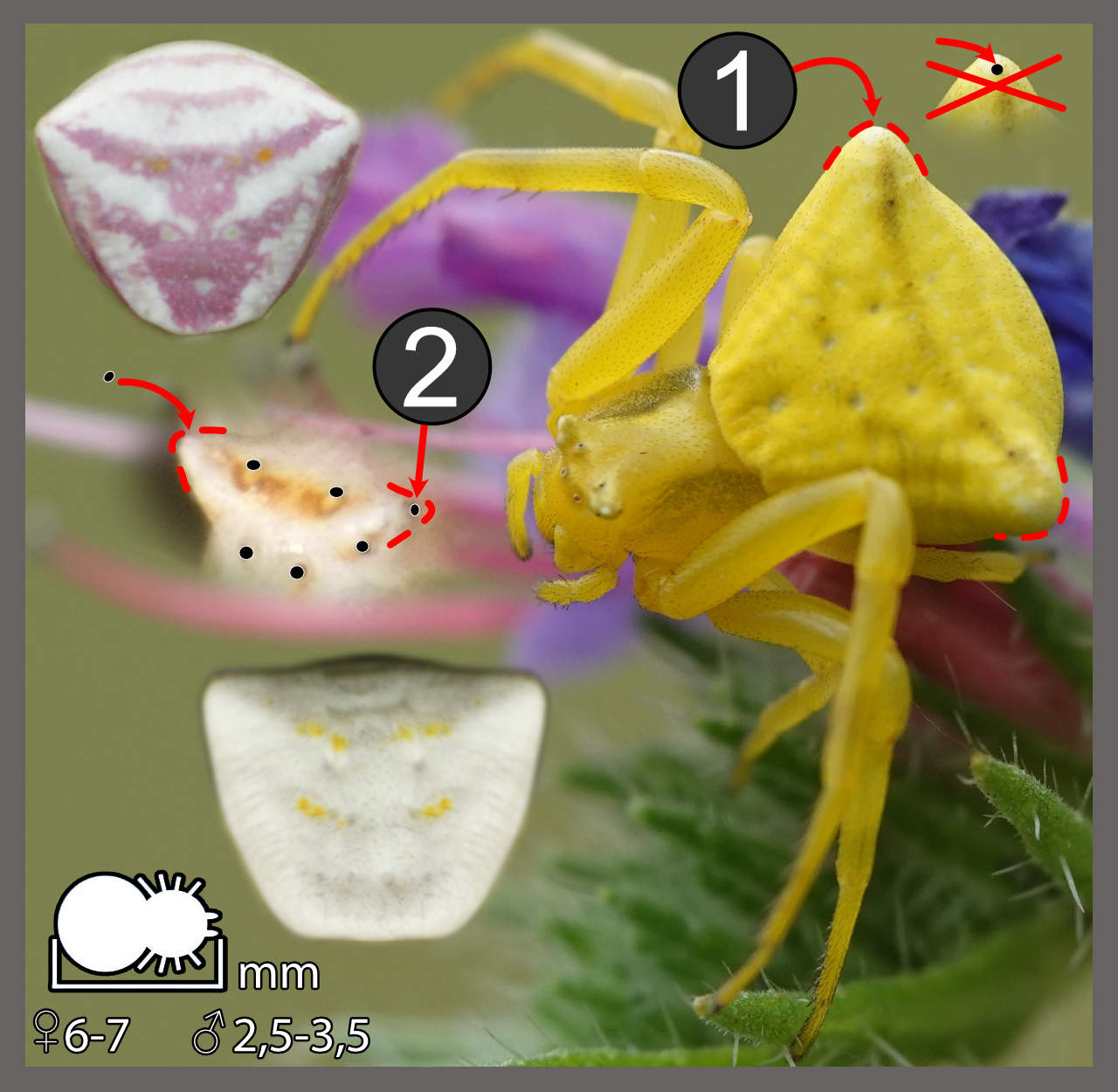 Thomise chargé - Thomisus onustus | Identifier un arachnide