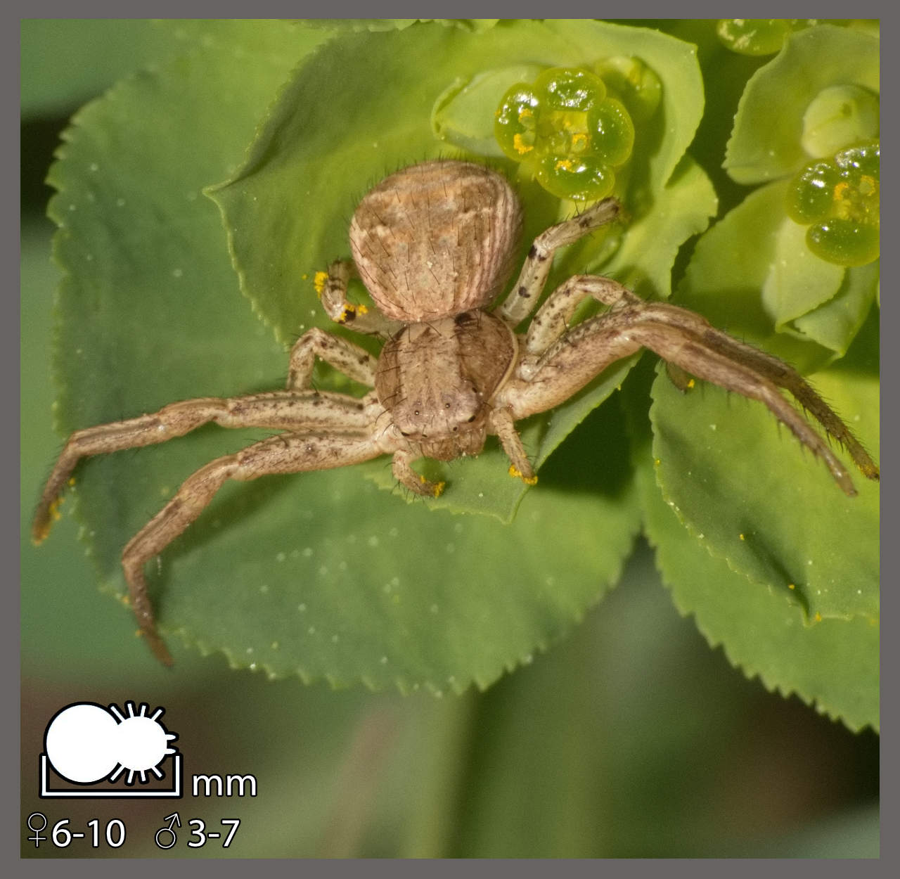 Xysticus - Xysticus sp. | Identifier un arachnide