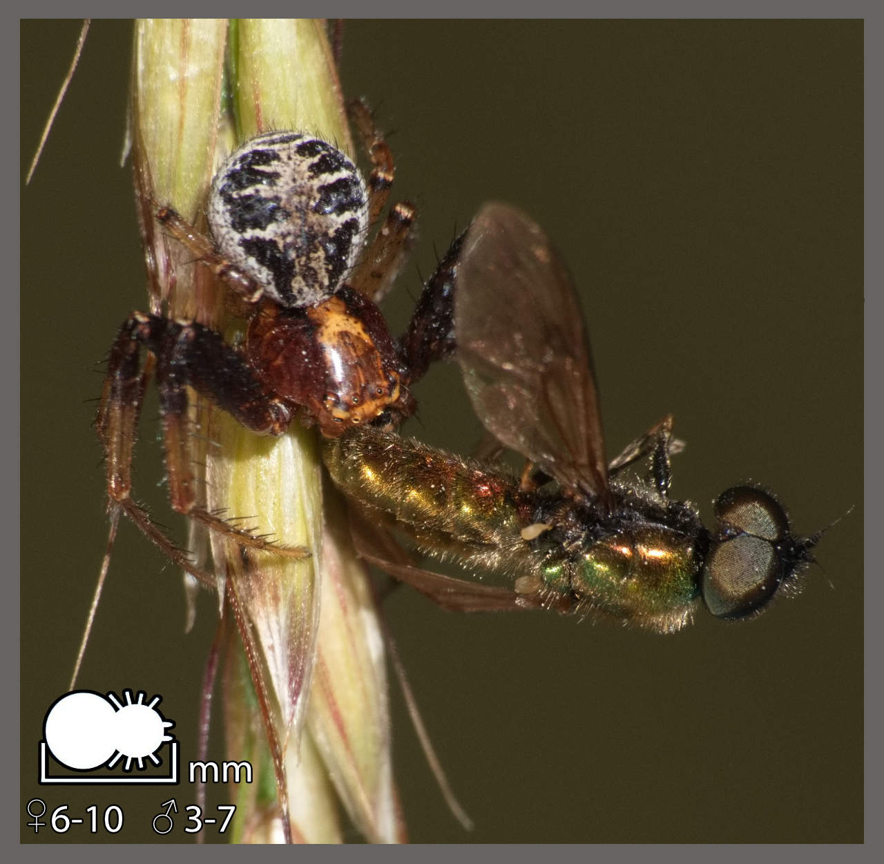 Xysticus - Xysticus sp. | Identifier un arachnide
