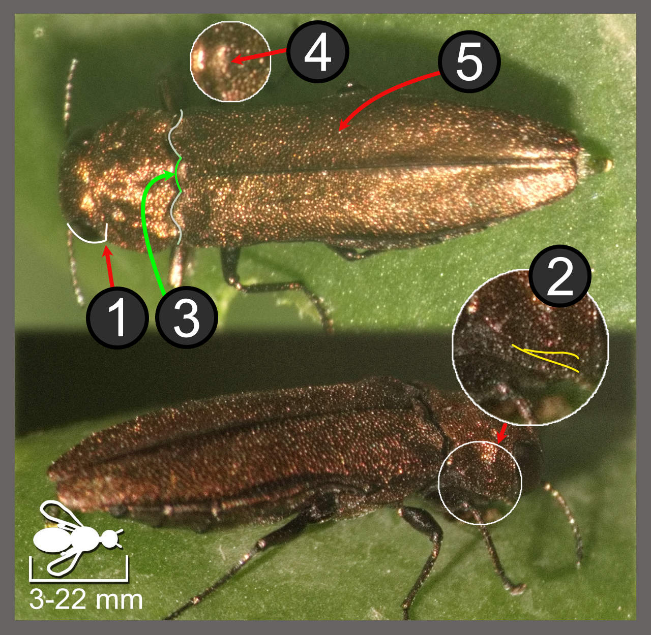 Agrilus - Agrilus sp. | Identifier un insecte