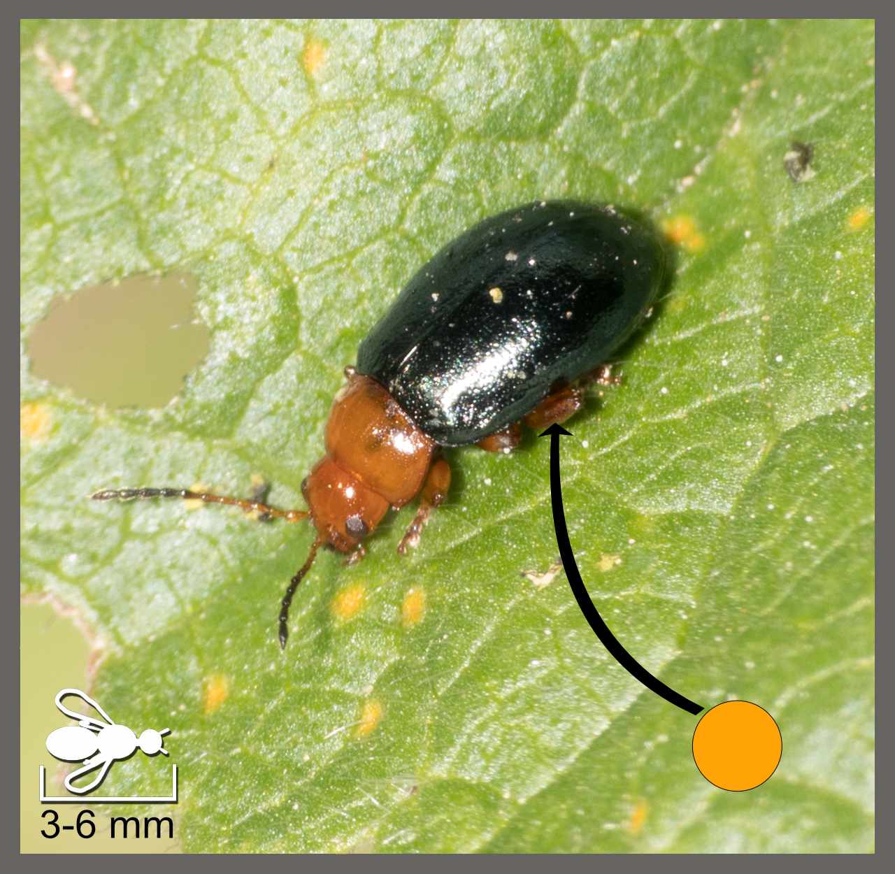 Altise des Mauves - Podagrica fuscicornis | Identifier un insecte