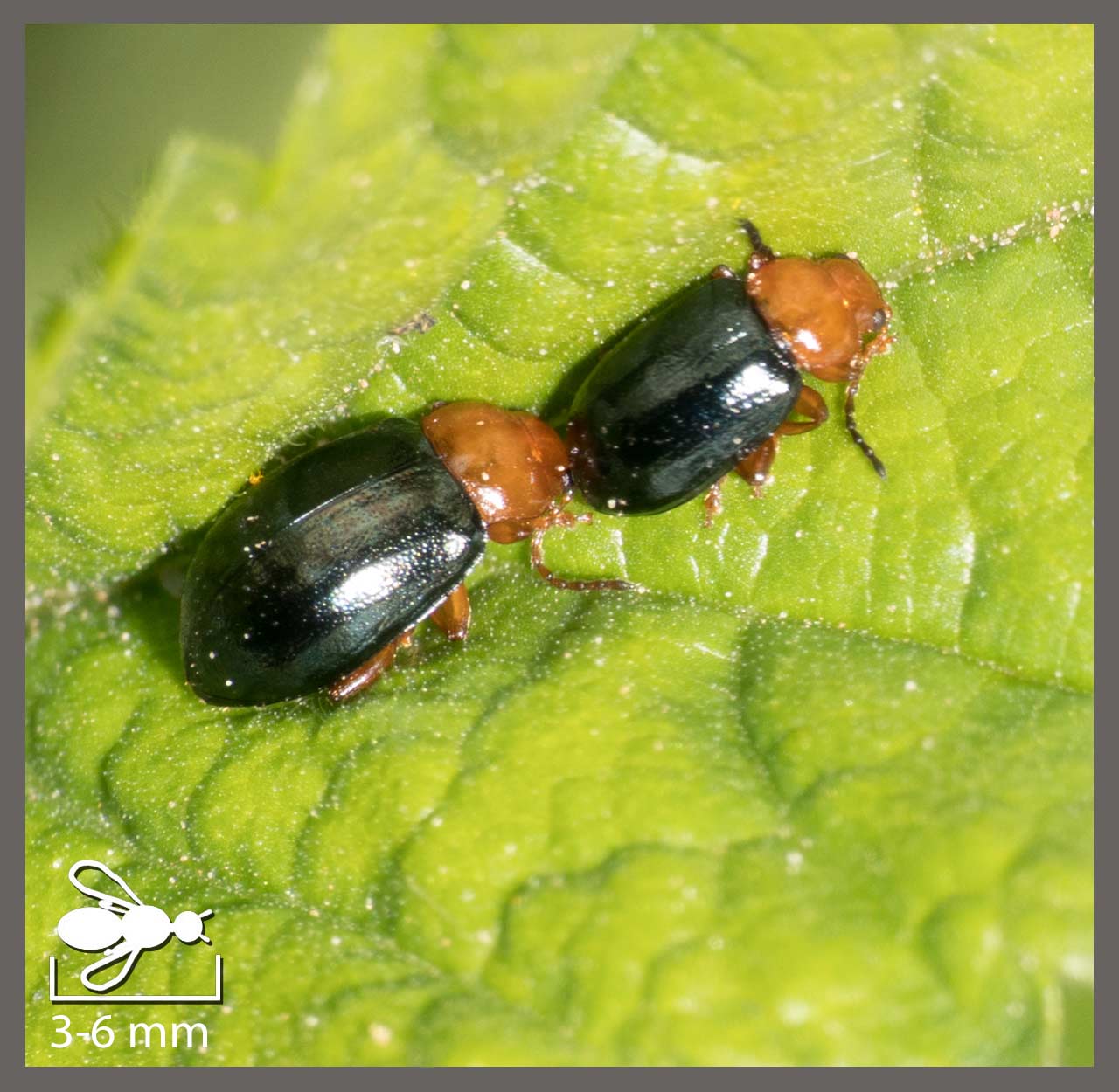 Altise des Mauves - Podagrica fuscicornis | Identifier un insecte