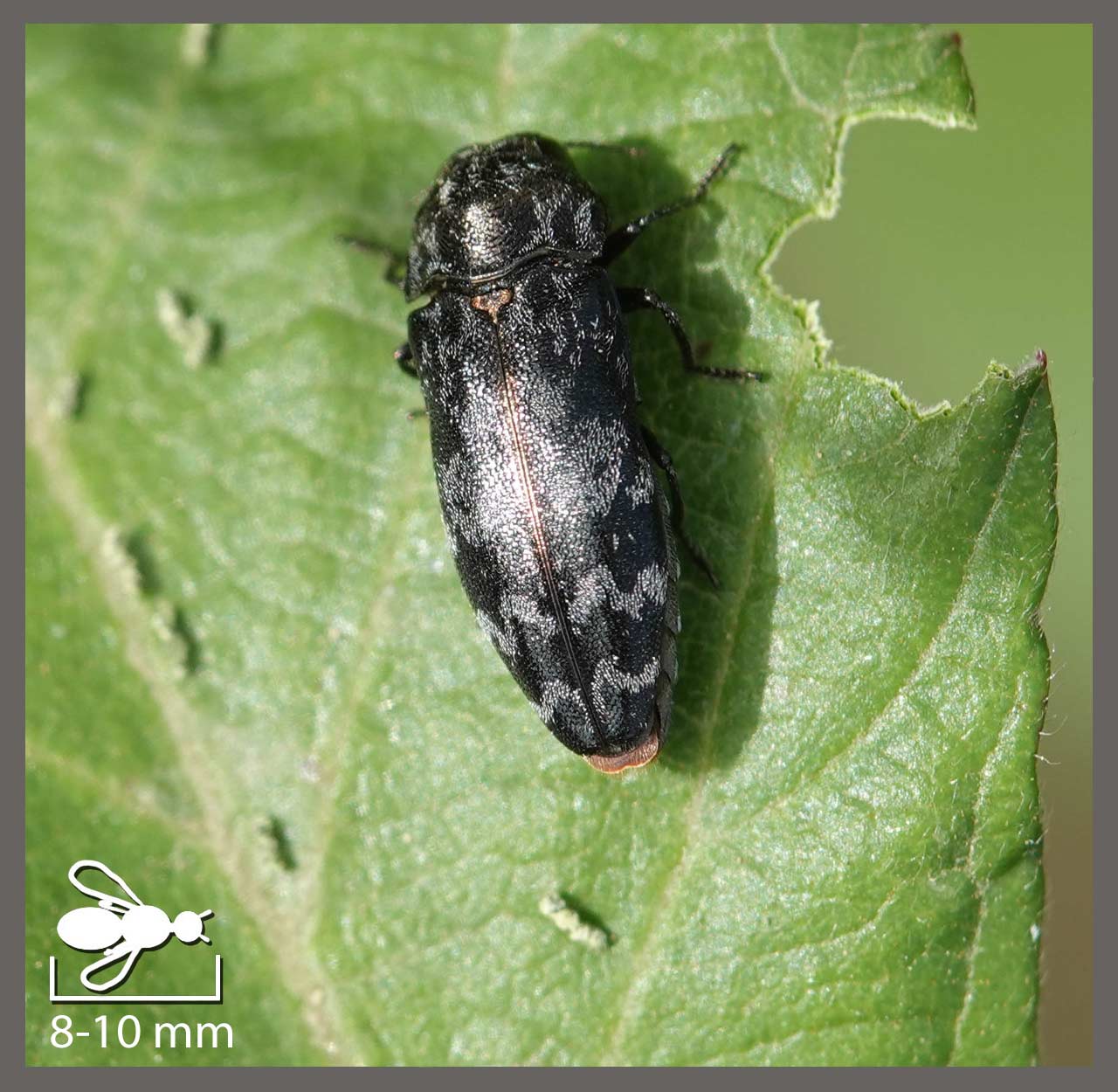 Bupreste du rosier - Coraebus rubi | Identifier un insecte