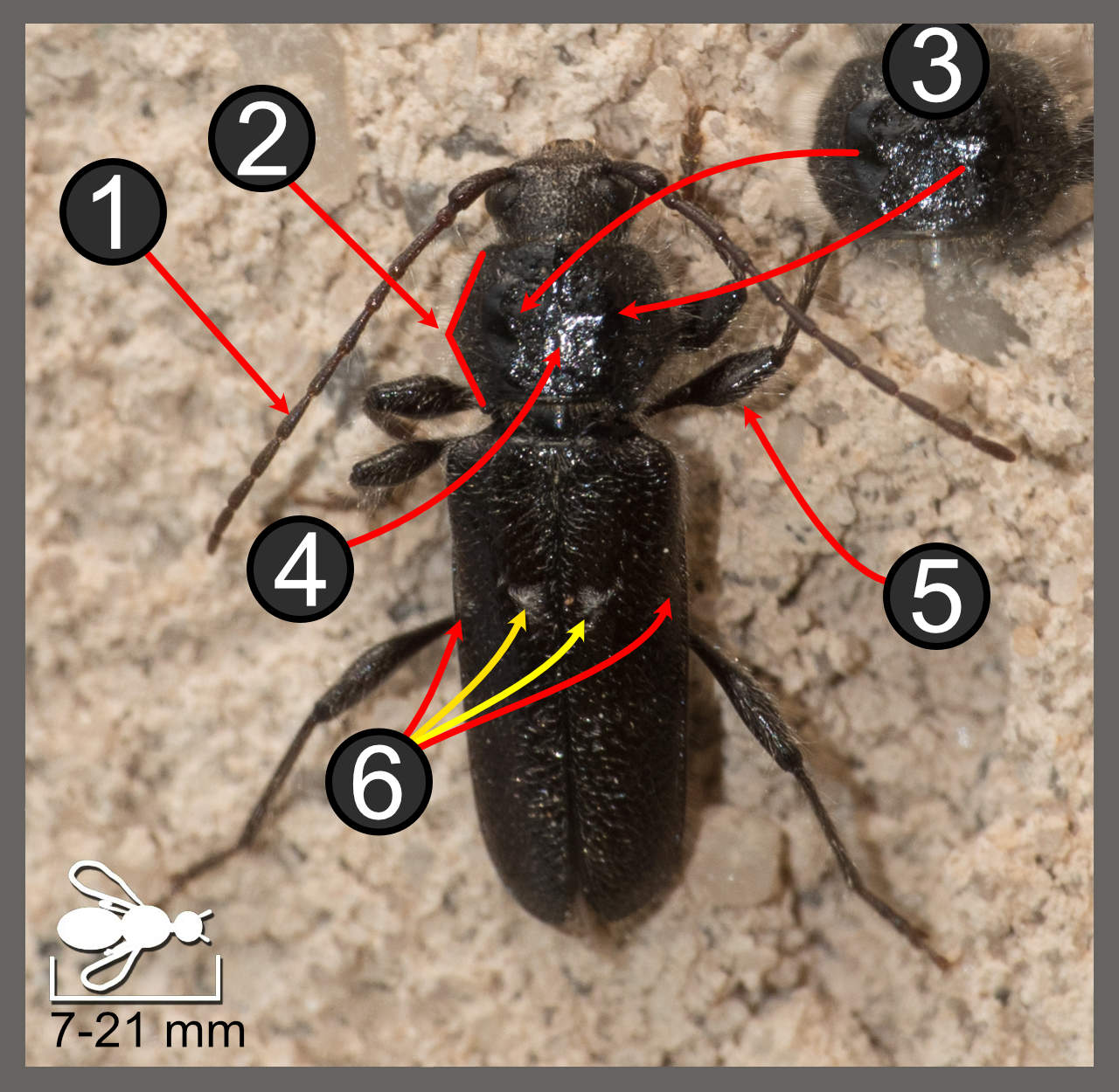 Capricorne des maisons - Hylotrupes bajulus | Identifier un insecte