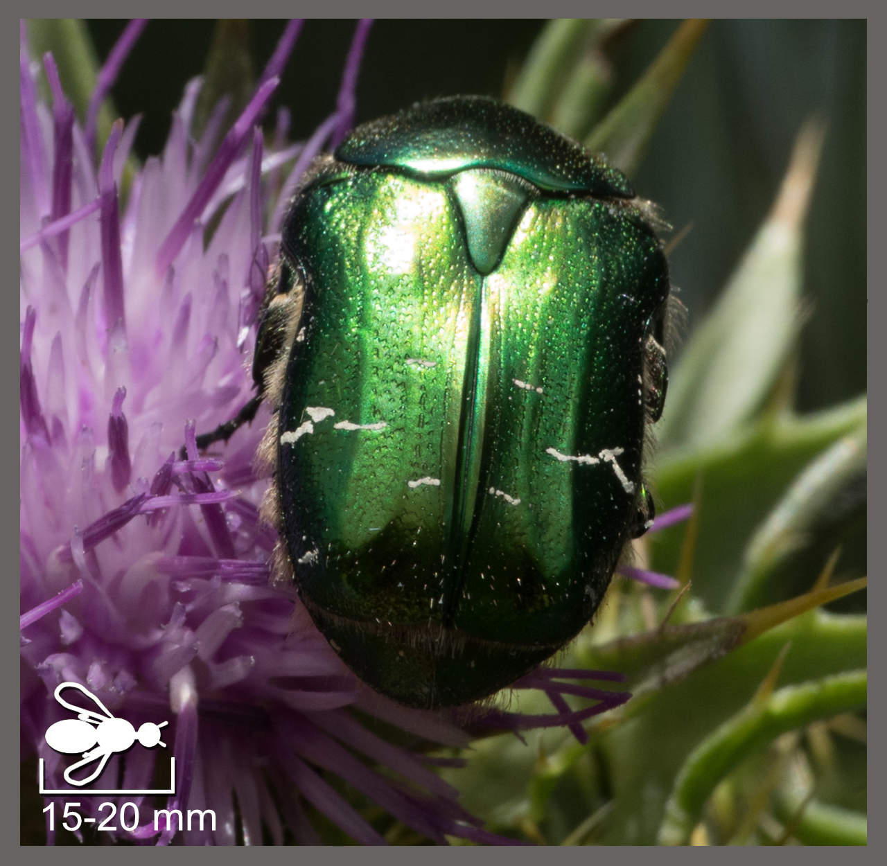 Cétoine dorée - Cetonia aurata | Identifier un insecte