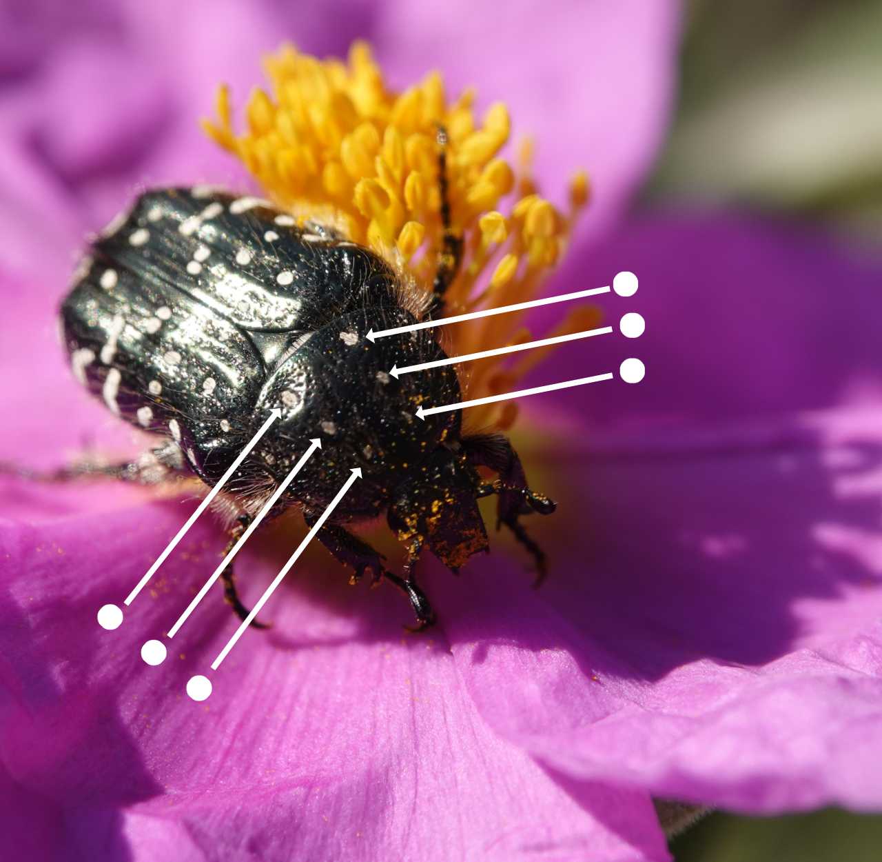 Cétoine funeste - Oxythyrea funesta | Identifier un insecte