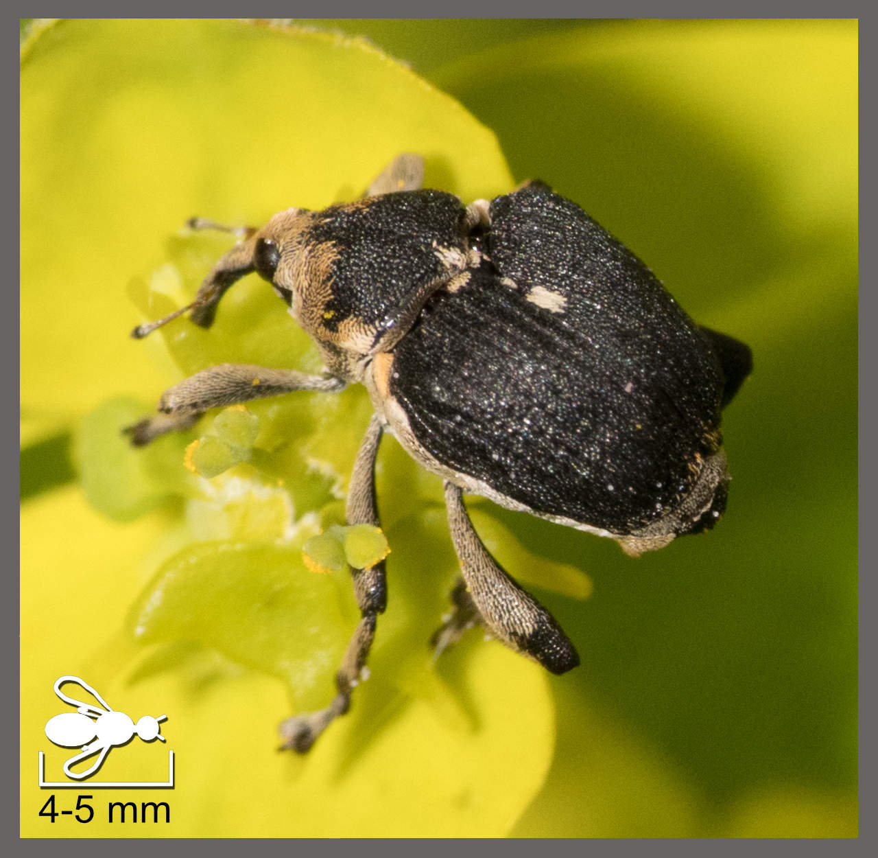 Charançon de l’iris des marais - Mononychus punctumalbum | Identifier ...