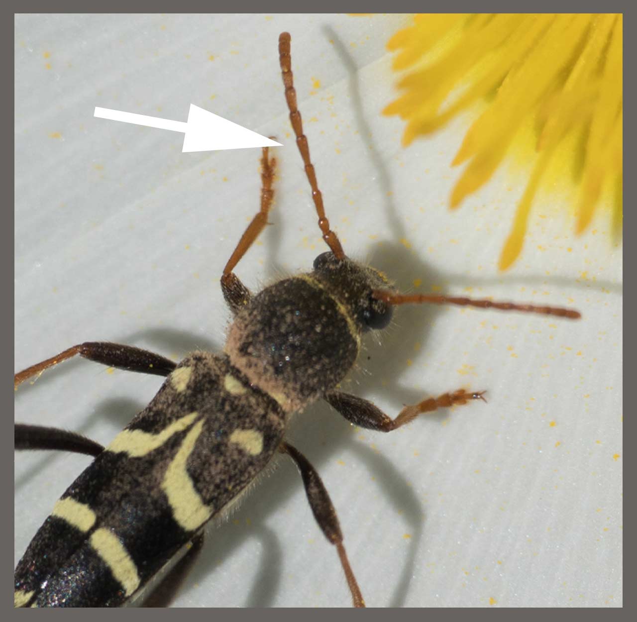 Clyte du nerprun - Clytus rhamni | Identifier un insecte