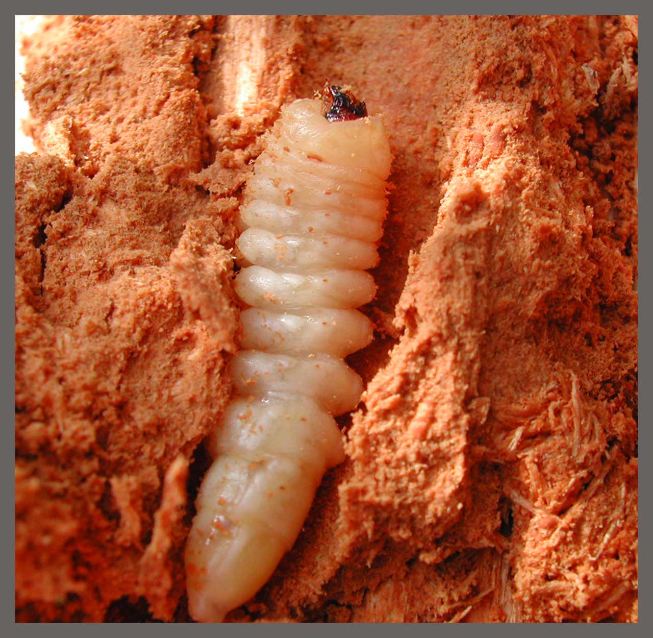 Ergate forgeron - Ergates faber | Identifier un insecte