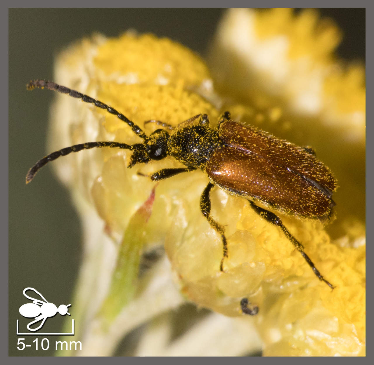 Lepture livide - Pseudovadonia livida | Identifier un insecte