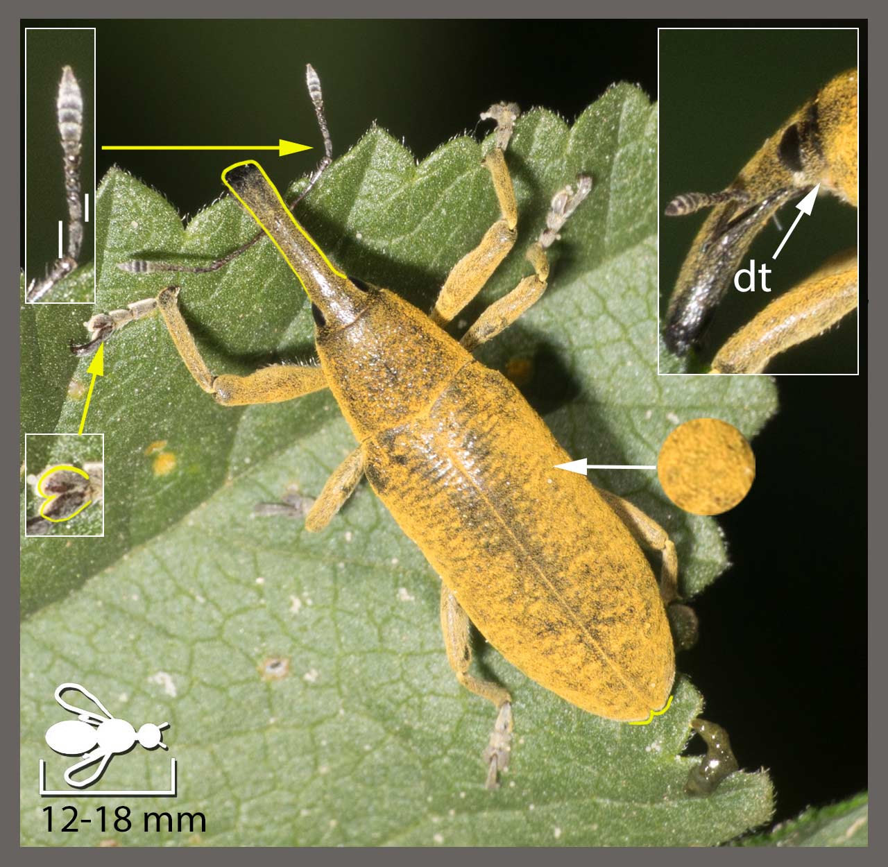 Lixe poudreux - Lixus pulverulentus | Identifier un insecte