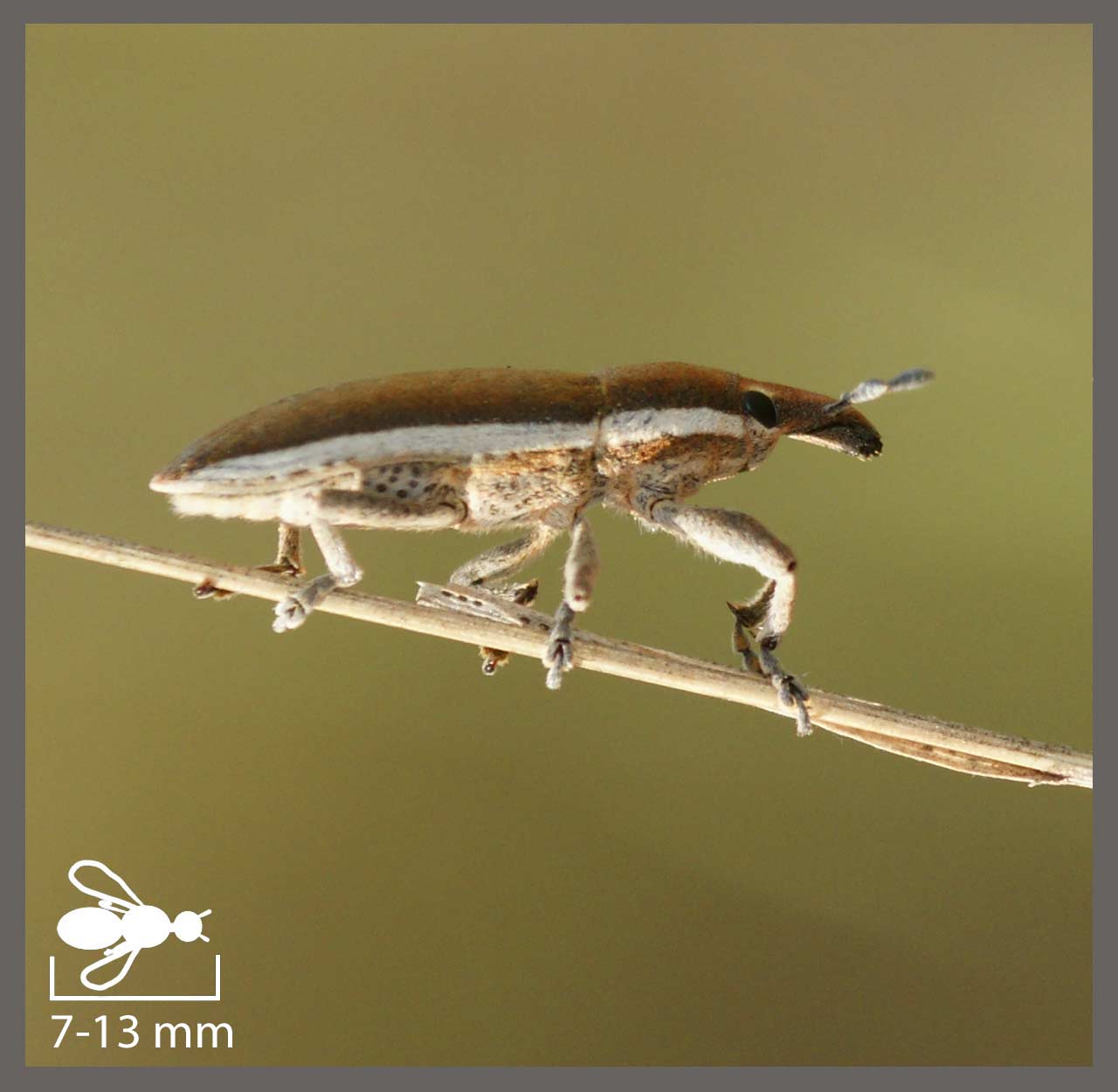 Lixe à marge blanche - Lixus albomarginatus | Identifier un insecte