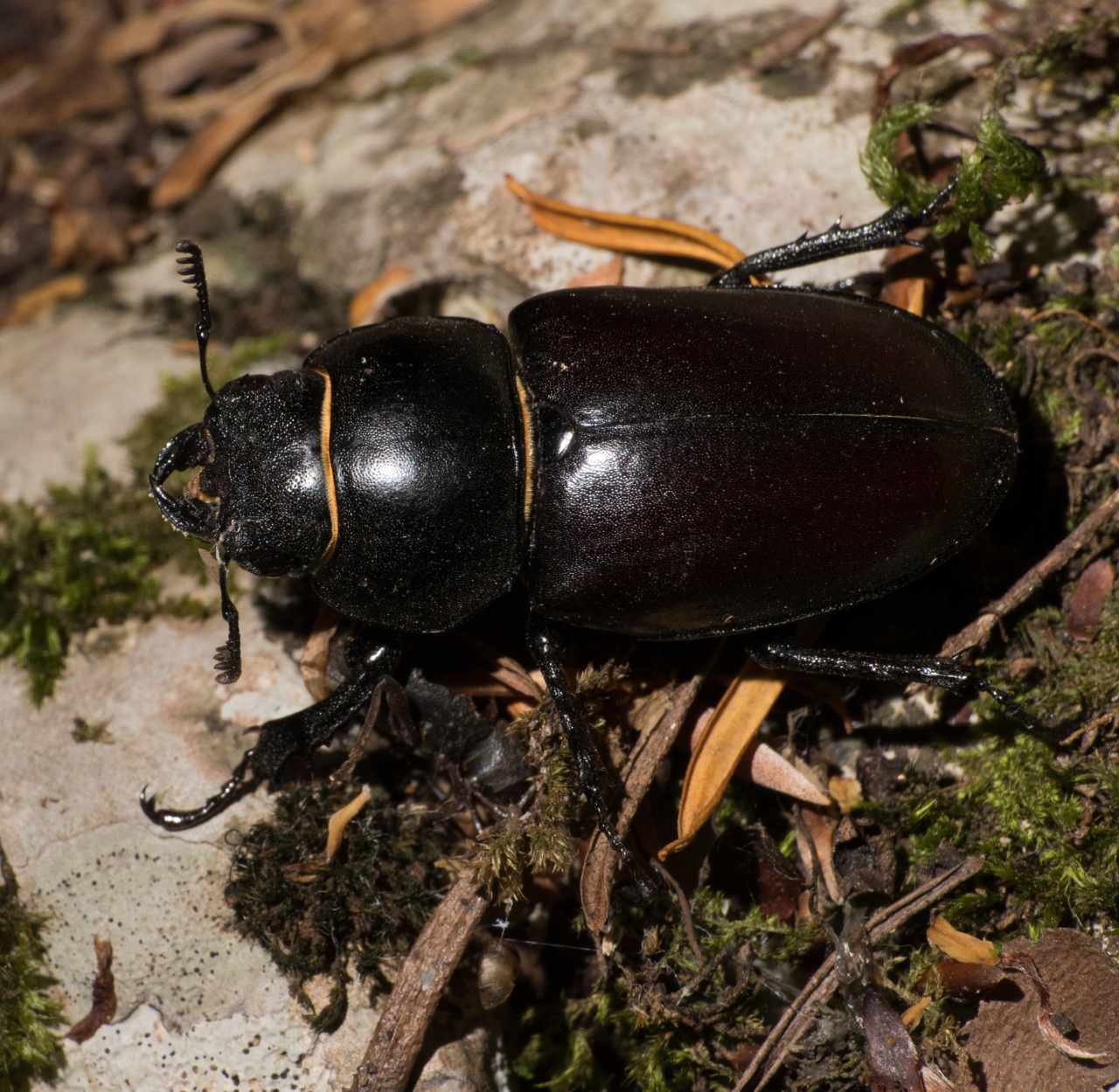 Lucane - Lucanus cervus | Identifier un insecte