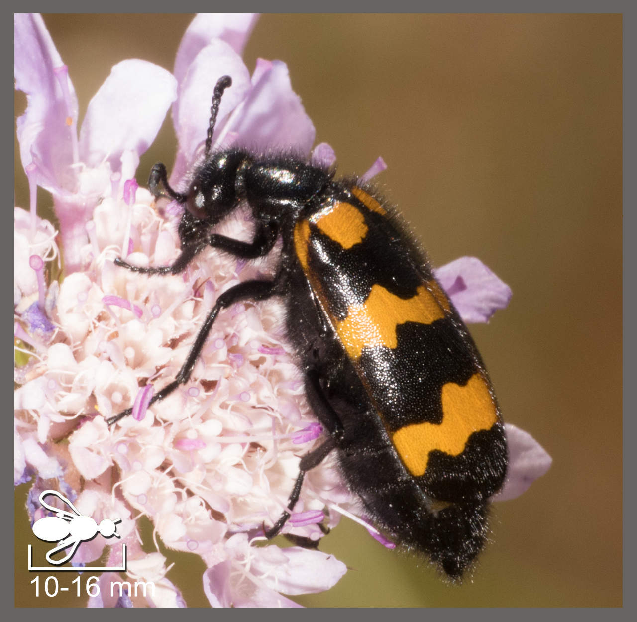 Mylabre inconstant - Mylabris variabilis | Identifier un insecte