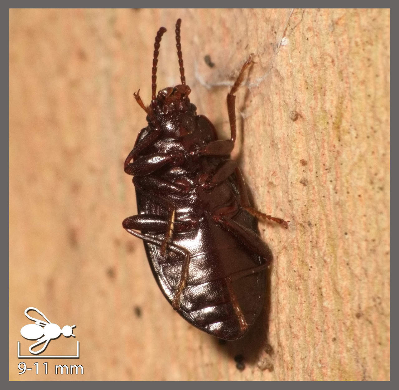 Nalassus dryadophilus - Nalassus dryadophilus | Identifier un insecte