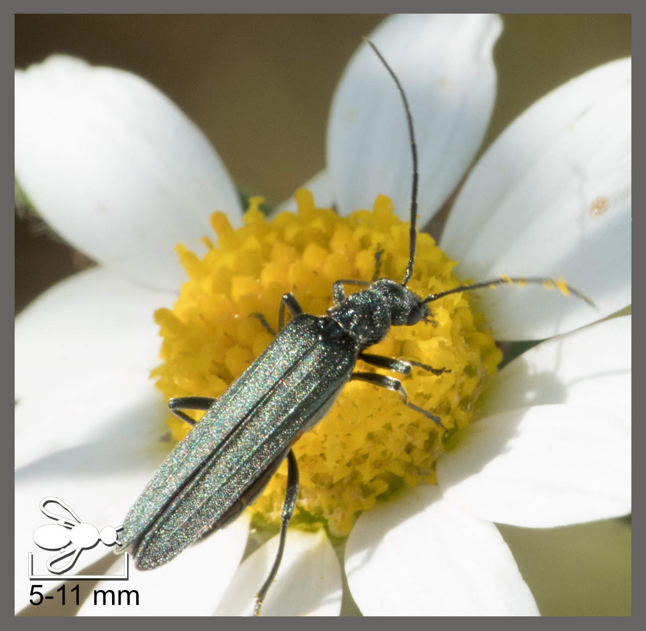 Oedemera lurida-virescens - Oedemera lurida-virescens | Identifier un ...