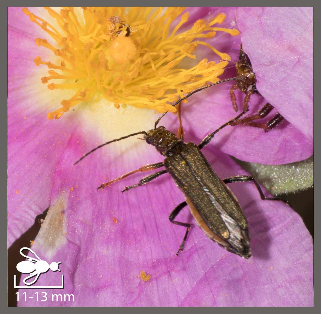Oedémère à pattes jaunes - Oedemera flavipes | Identifier un insecte