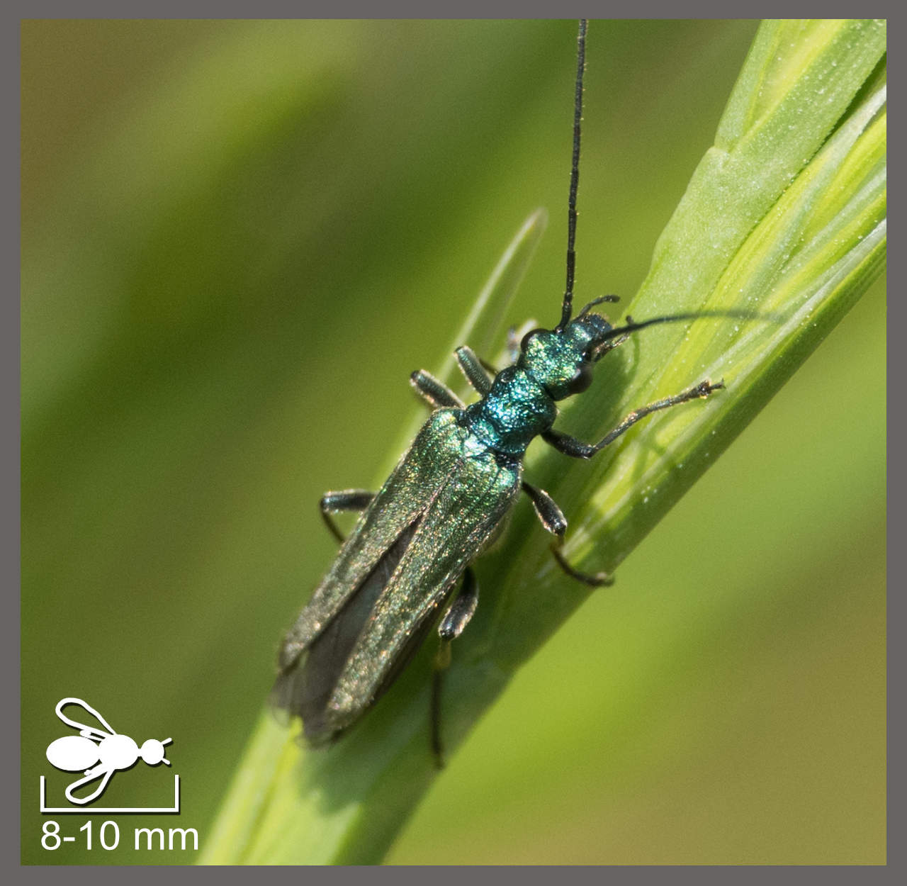 Œdémère noble - Oedemera nobilis | Identifier un insecte