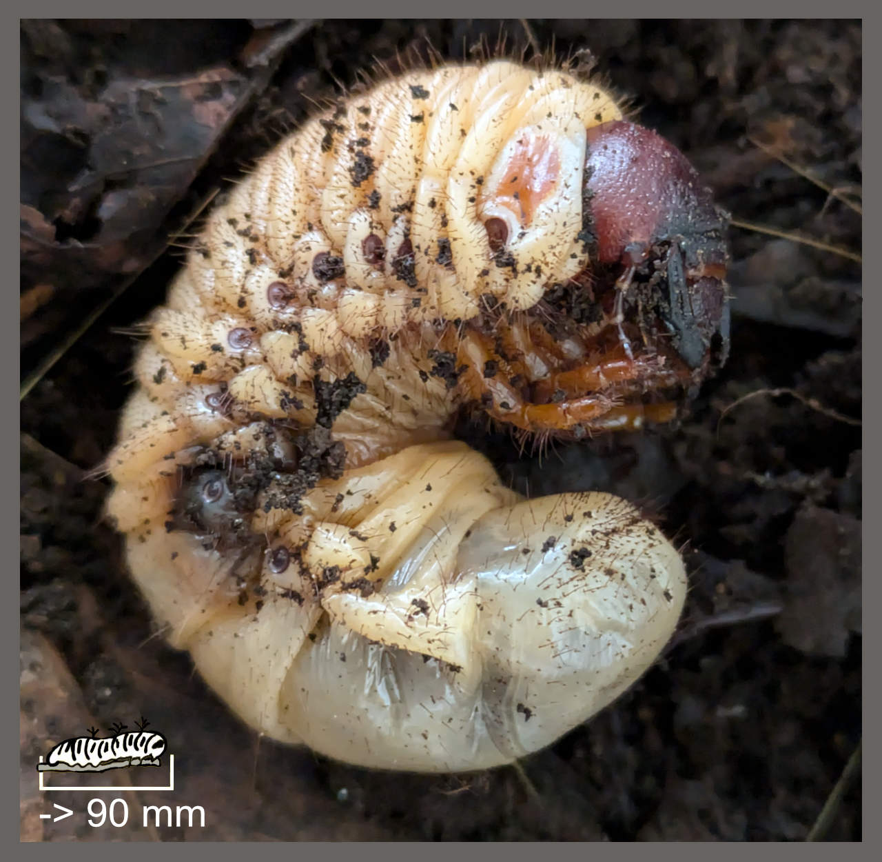 Rhinocéros - Oryctes nasicornis | Identifier un insecte