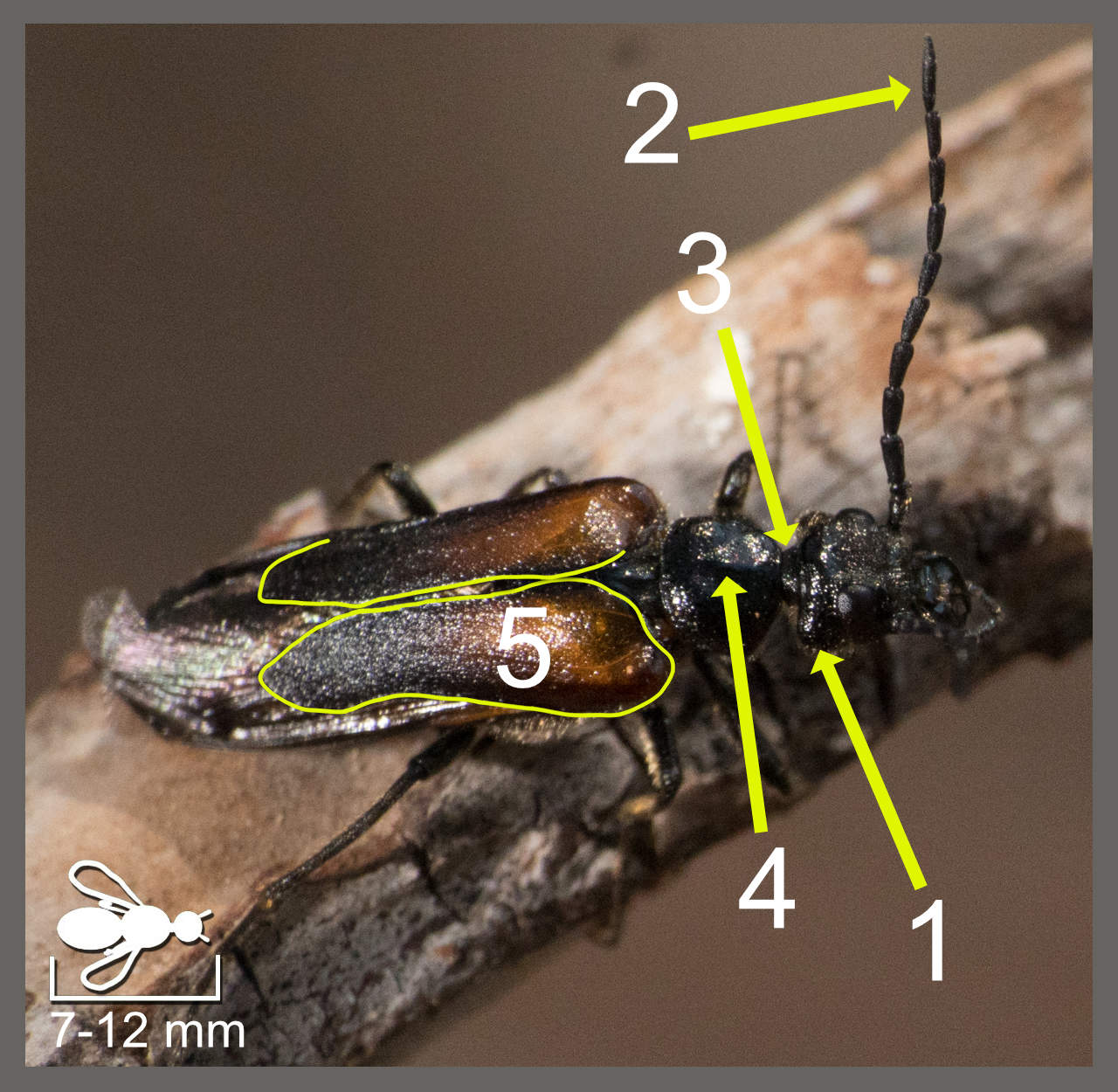Sitare orange - Stenoria analis | Identifier un insecte