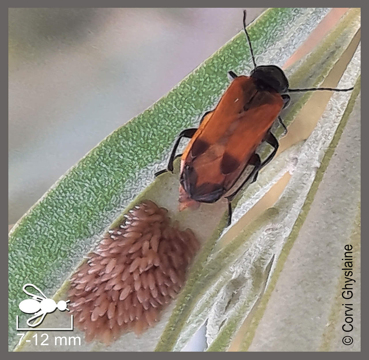 Sitare orange - Stenoria analis | Identifier un insecte