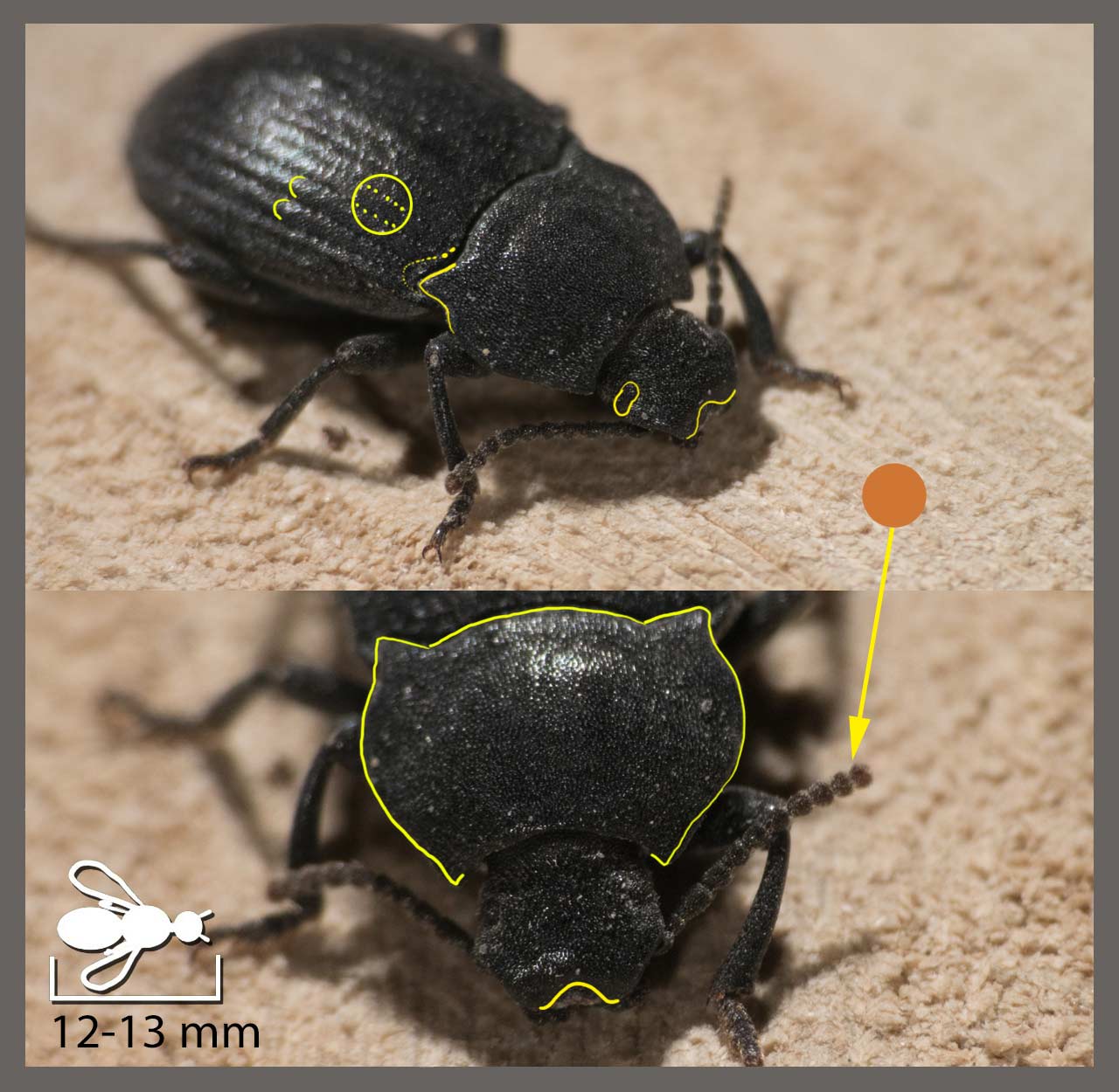 Ténébrion triste - Dendarus coarcticollis | Identifier un insecte