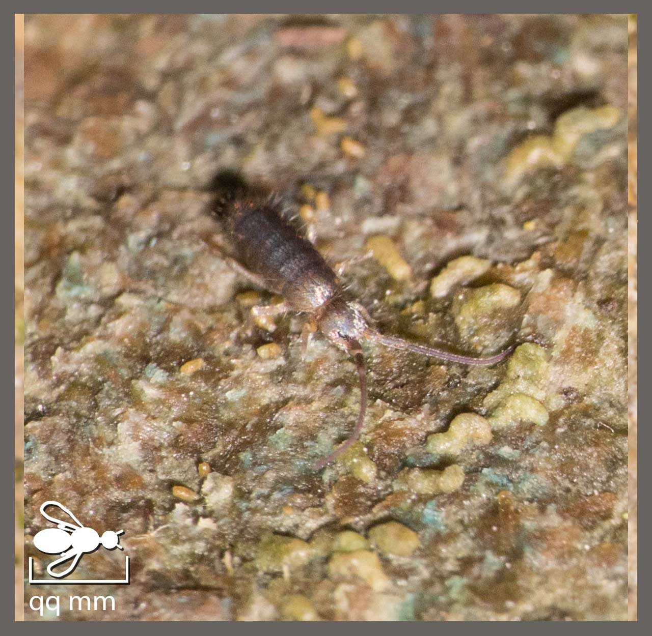 Collemboles - Sminthurus et autres genres | Identifier un insecte