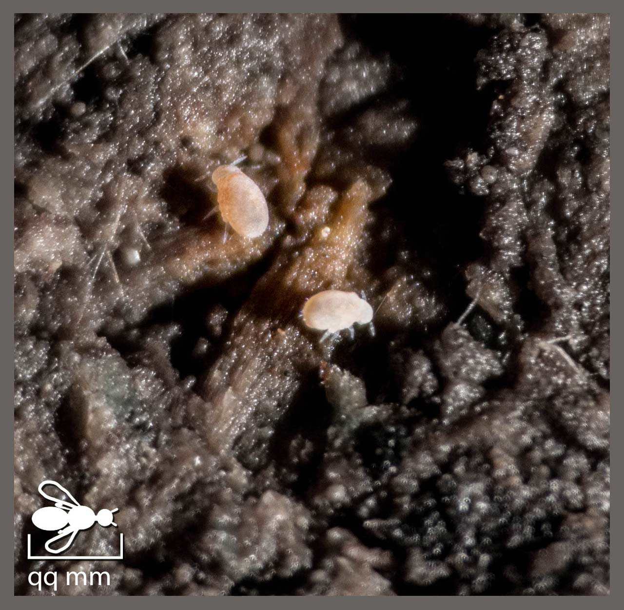 Collemboles - Sminthurus et autres genres | Identifier un insecte