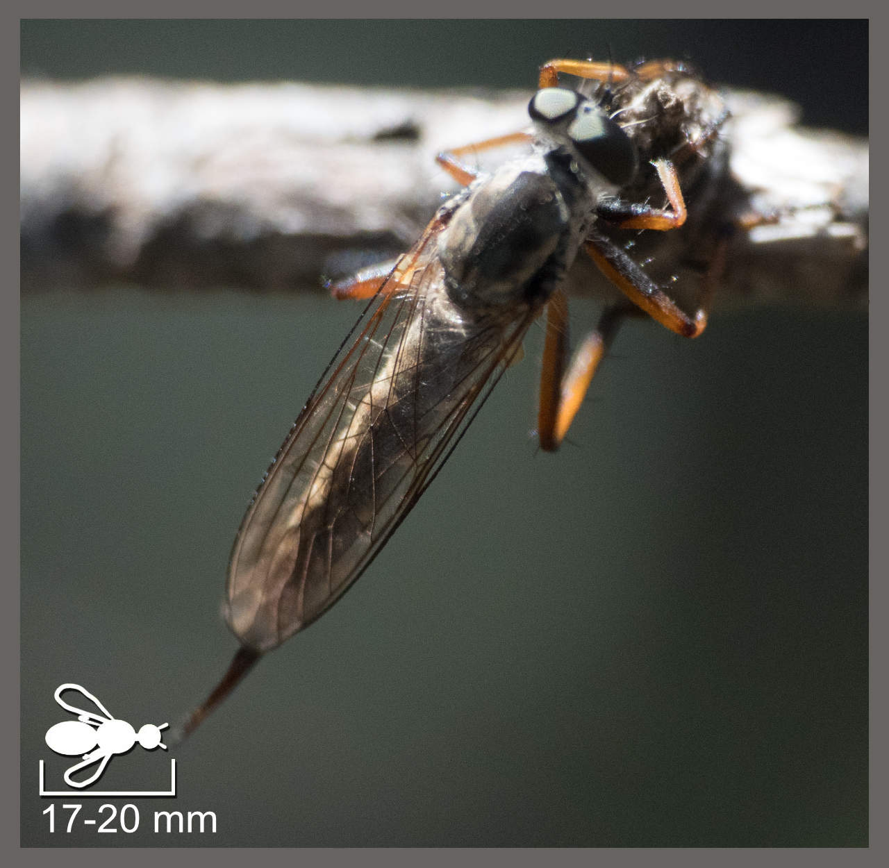 Aneomochtherus confusus - Aneomochtherus confusus | Identifier un insecte