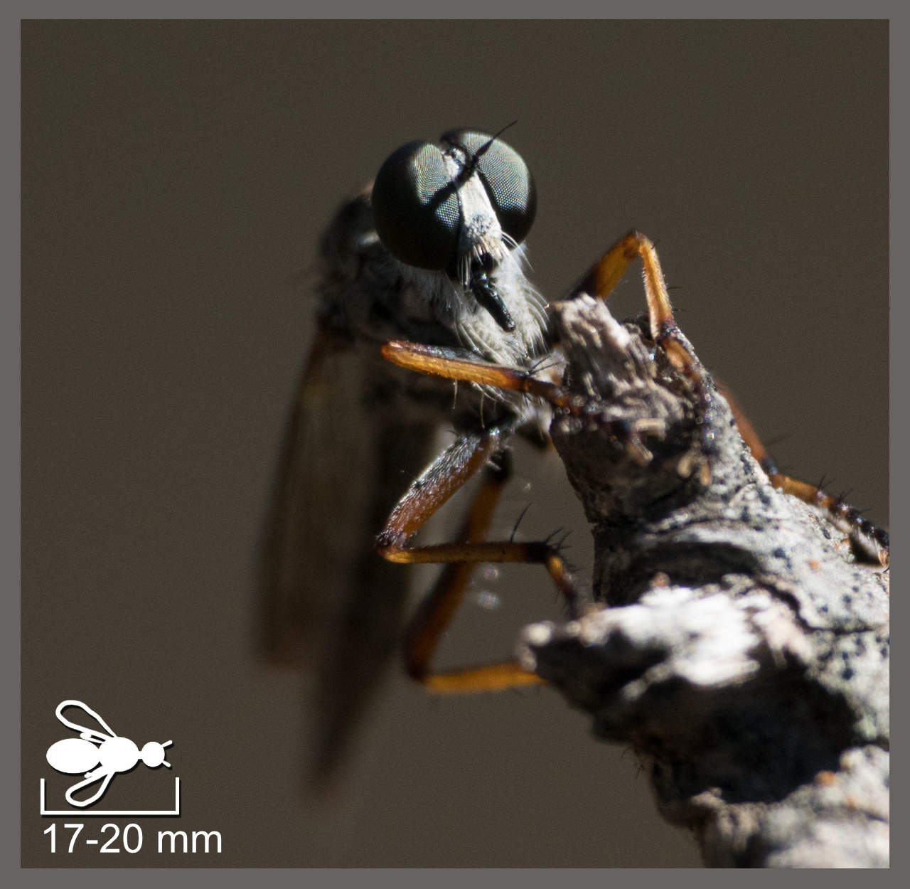 Aneomochtherus confusus - Aneomochtherus confusus | Identifier un insecte