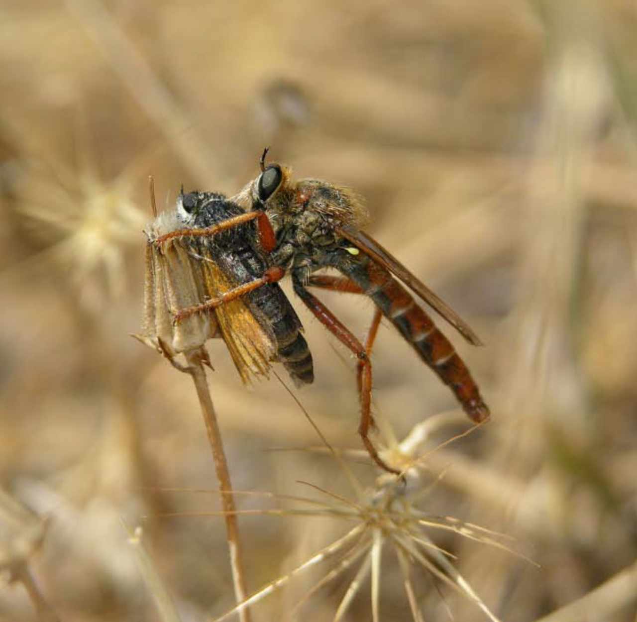 Grands Asiles - Plusieurs genres chez les Asiles | Identifier un insecte