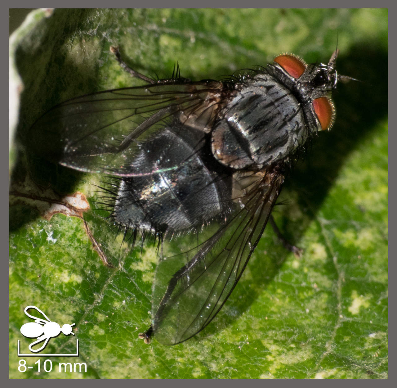 Carcelia - Carcelia sp. | Identifier un insecte