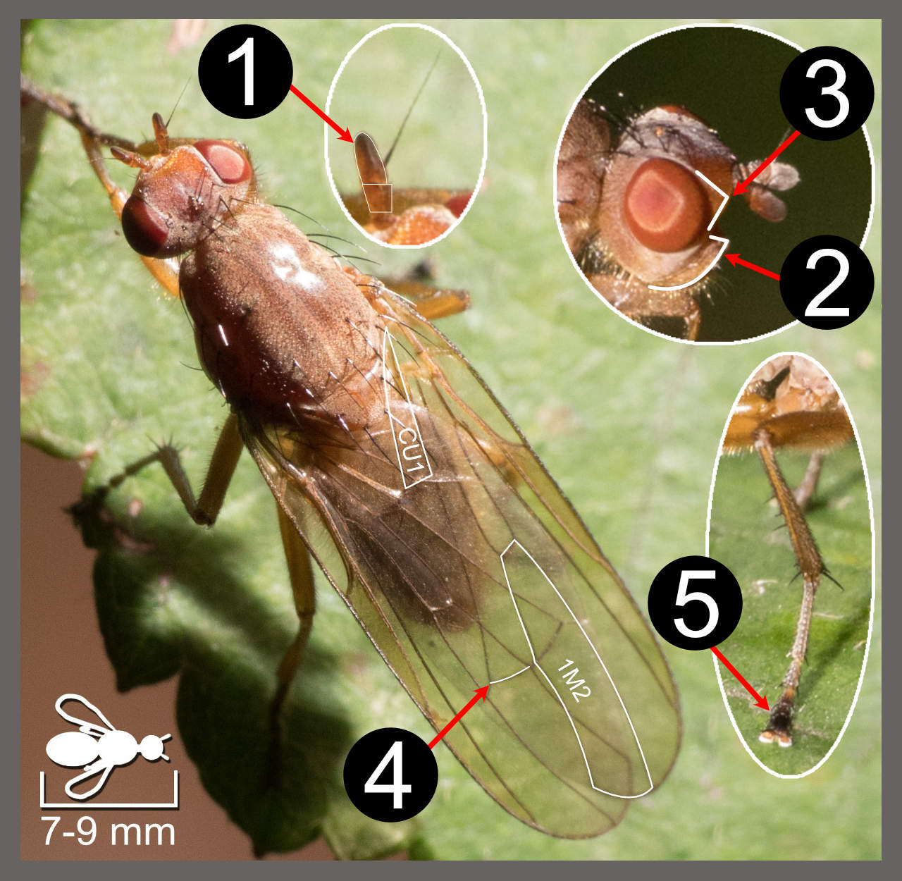 Dryomyza flaveola - Dryomyza flaveola | Identifier un insecte