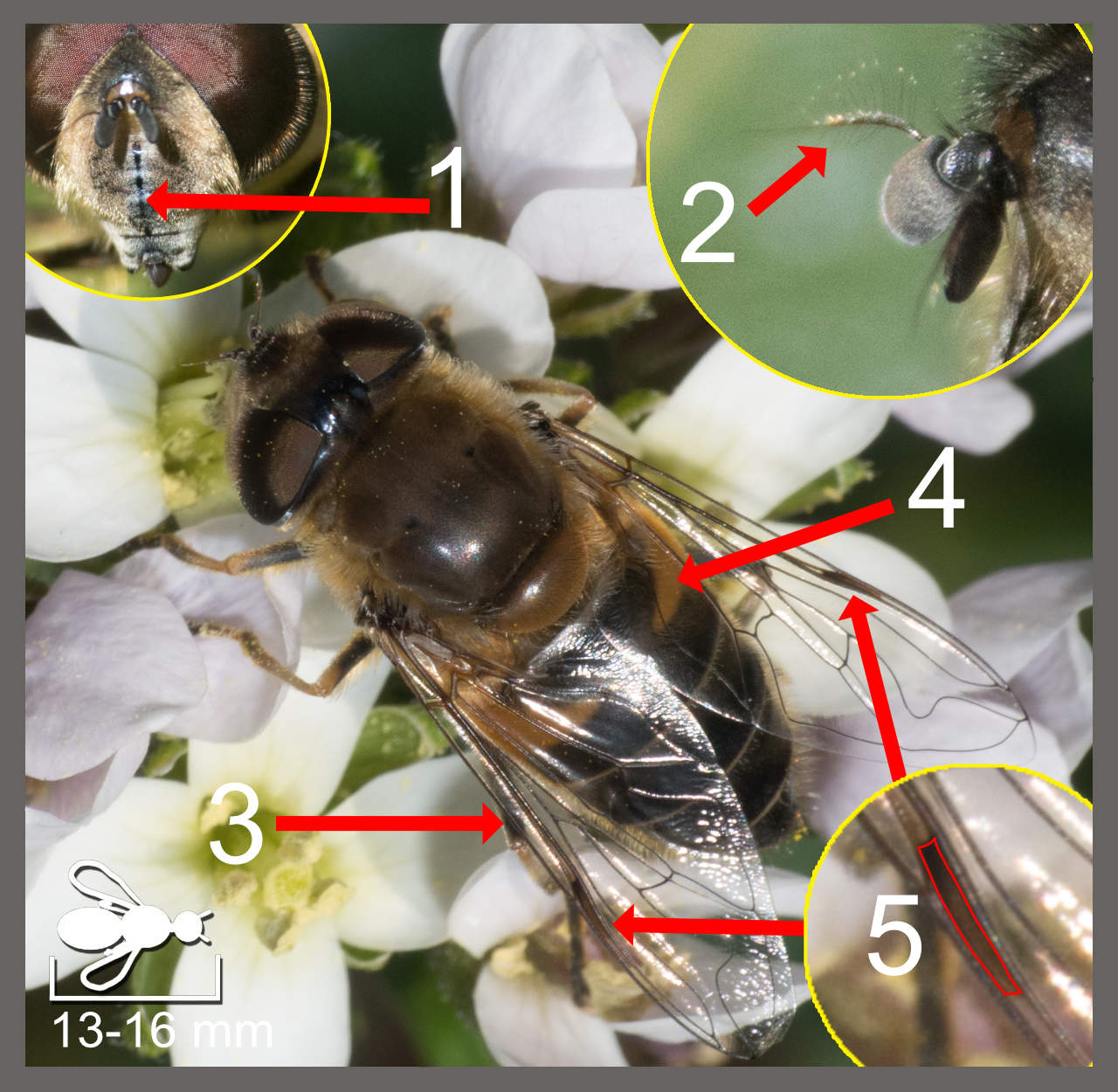 Éristale semblable - Eristalis similis | Identifier un insecte