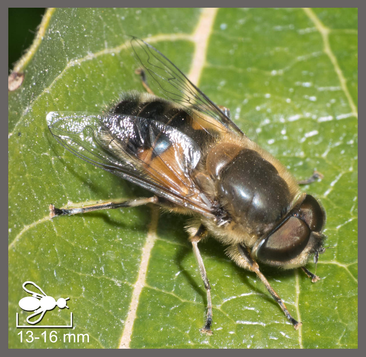 Éristale semblable - Eristalis similis | Identifier un insecte